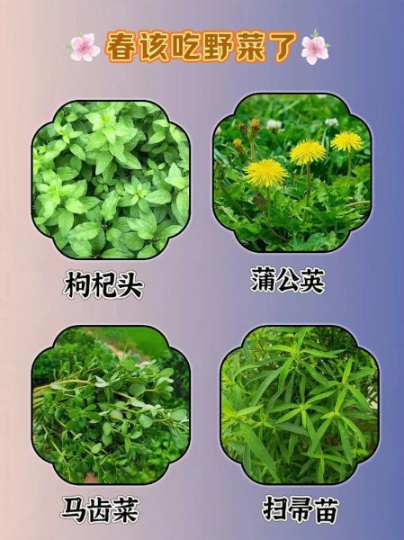 野菜图片大全名字有哪些_如何识别100种常见野菜-第2张图片-山城妙识