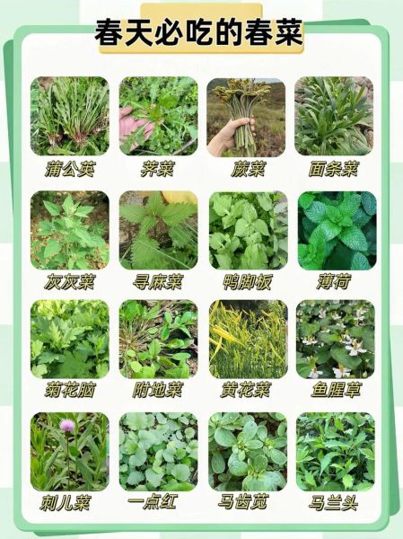 野菜图片大全名字有哪些_如何识别100种常见野菜-第1张图片-山城妙识