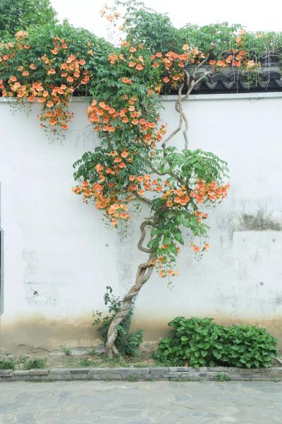 凌霄花图片怎么拍好看_凌霄花适合种在哪里-第1张图片-山城妙识