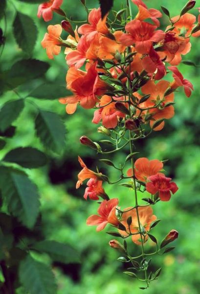 凌霄花图片怎么拍好看_凌霄花适合种在哪里-第2张图片-山城妙识