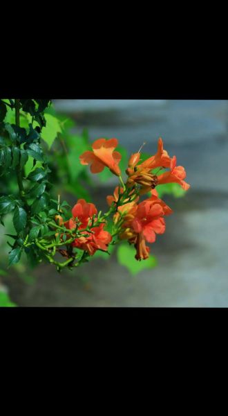 凌霄花图片怎么拍好看_凌霄花适合种在哪里-第3张图片-山城妙识