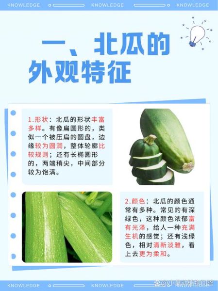 北瓜图片长什么样_北瓜的功效与作用有哪些-第2张图片-山城妙识