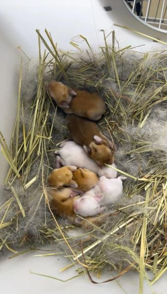 50只母兔一年利润_养兔成本与收益-第2张图片-山城妙识