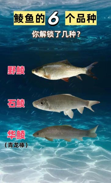 鲮鱼图片大全大图_鲮鱼高清图鉴哪里找-第2张图片-山城妙识