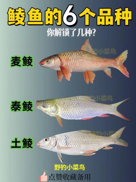 鲮鱼图片大全大图_鲮鱼高清图鉴哪里找-第1张图片-山城妙识