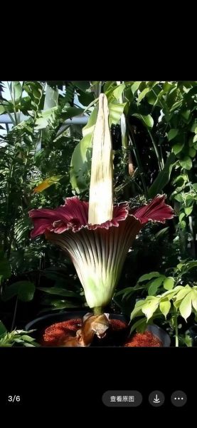 魔芋花长什么样_魔芋花有毒吗-第3张图片-山城妙识