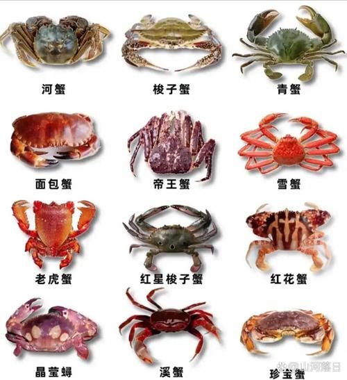 世界上最好吃的螃蟹排名_哪种螃蟹最鲜美-第1张图片-山城妙识