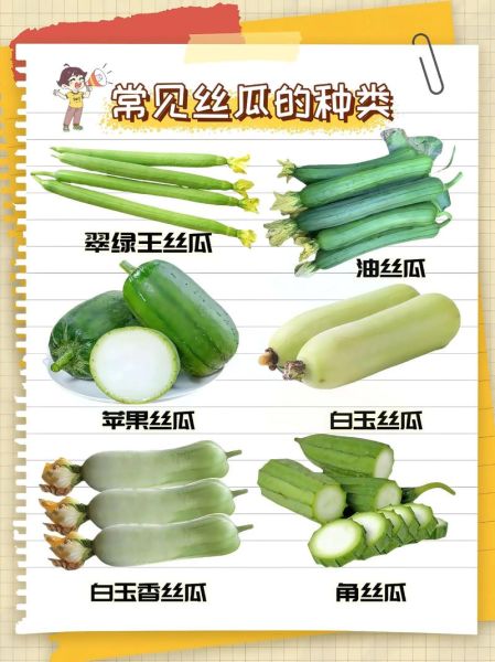 丝瓜有几种_丝瓜品种分类大全-第1张图片-山城妙识