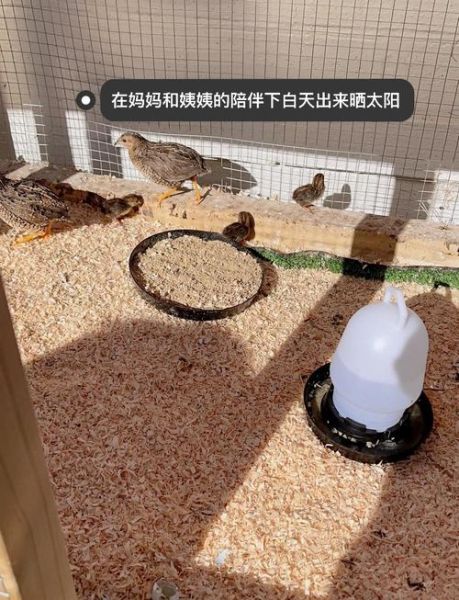 鹌鹑养殖技术视频_鹌鹑怎么养才能高产-第1张图片-山城妙识