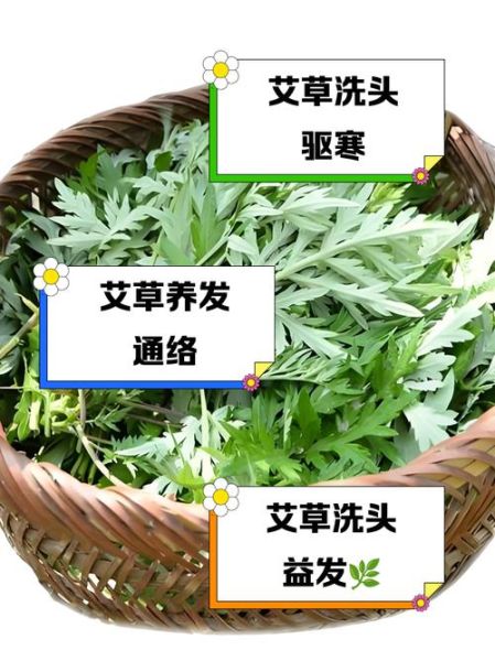 艾草洗头有什么好处_艾草洗头能治脱发吗-第2张图片-山城妙识