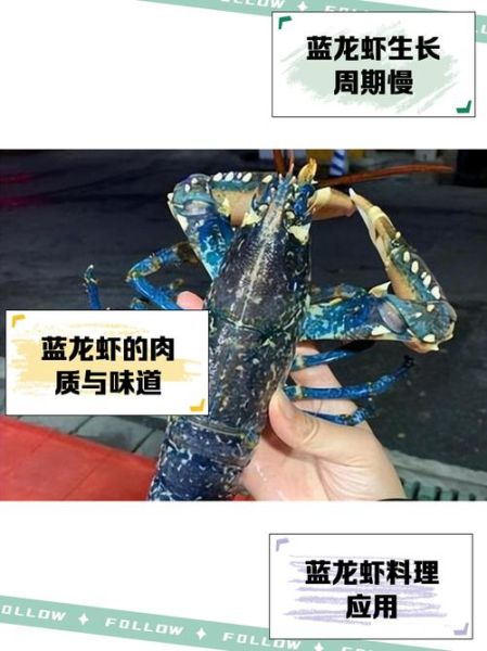 蓝龙虾多少钱一斤_蓝龙虾价格为什么贵-第1张图片-山城妙识 蓝龙虾多少钱一斤_蓝龙虾价格为什么贵-第1张图片-山城妙识