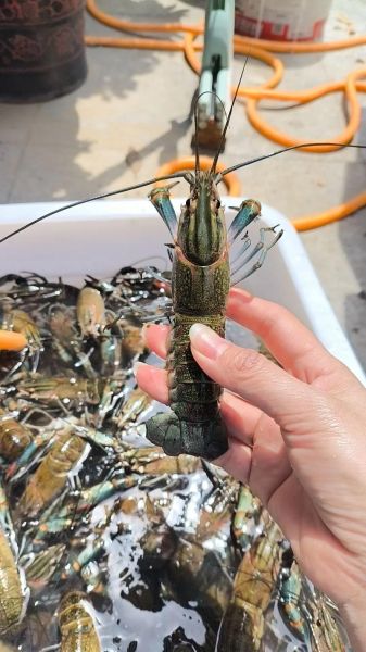 蓝龙虾多少钱一斤_蓝龙虾价格为什么贵-第2张图片-山城妙识 蓝龙虾多少钱一斤_蓝龙虾价格为什么贵-第2张图片-山城妙识