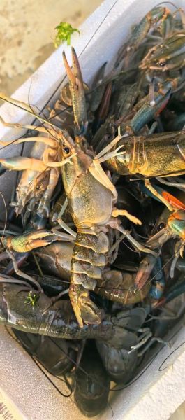 蓝龙虾多少钱一斤_蓝龙虾价格为什么贵-第3张图片-山城妙识 蓝龙虾多少钱一斤_蓝龙虾价格为什么贵-第3张图片-山城妙识