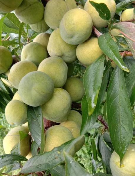 脆骨李产地在哪里_脆骨李和青脆李区别-第1张图片-山城妙识