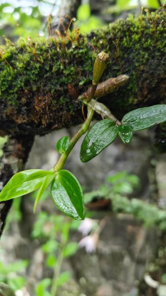 铁皮石斛长什么样_如何辨别真假铁皮石斛-第3张图片-山城妙识