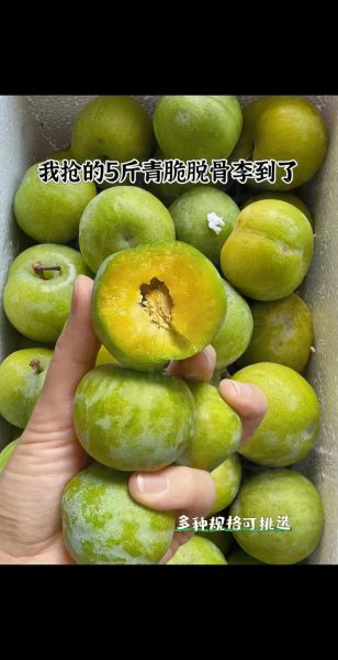 脆骨李产地在哪里_脆骨李和青脆李区别-第2张图片-山城妙识