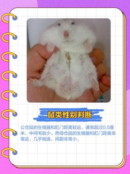 布丁仓鼠怎么分辨公母_布丁仓鼠公母区别图解-第2张图片-山城妙识