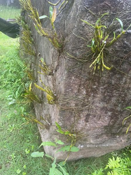 金钗石斛的功效与作用_金钗石斛怎么吃最好-第2张图片-山城妙识