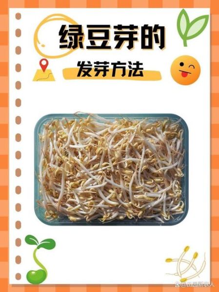 在家怎么种绿豆芽_绿豆芽种植步骤-第1张图片-山城妙识