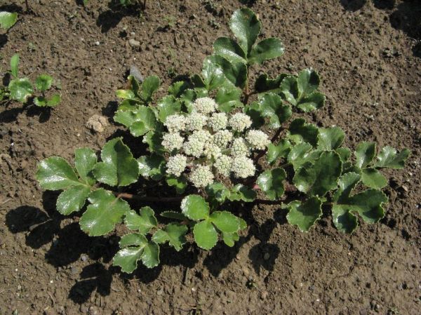 北沙参长什么样_北沙参和南沙参区别-第2张图片-山城妙识