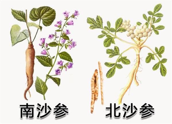 北沙参长什么样_北沙参和南沙参区别-第1张图片-山城妙识