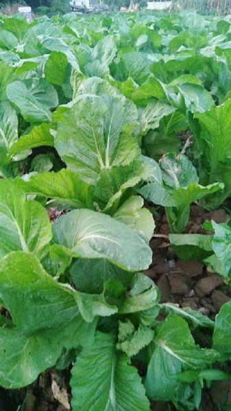 大叶芥菜图片_如何辨别新鲜度-第1张图片-山城妙识