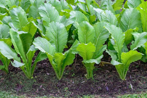 大叶芥菜图片_如何辨别新鲜度-第3张图片-山城妙识