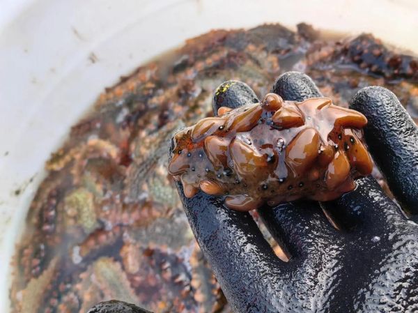 海参养殖技术_海参苗怎么养-第3张图片-山城妙识