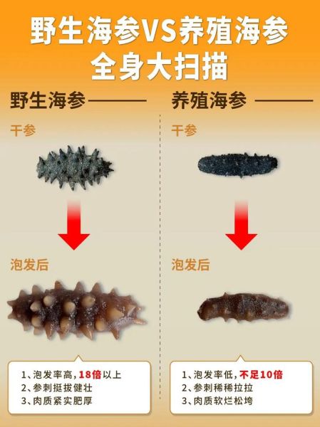 海参养殖技术_海参苗怎么养-第1张图片-山城妙识
