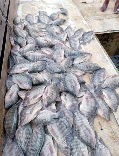 罗非鱼养殖成本_罗非鱼养殖利润-第1张图片-山城妙识