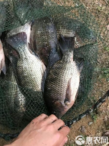 罗非鱼养殖成本_罗非鱼养殖利润-第3张图片-山城妙识