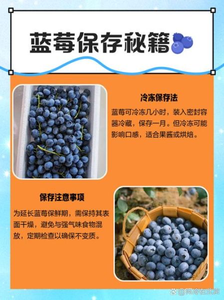 蓝莓怎么保存_蓝莓可以放多久-第1张图片-山城妙识