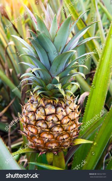 菠萝英文怎么读_pineapple发音技巧-第2张图片-山城妙识