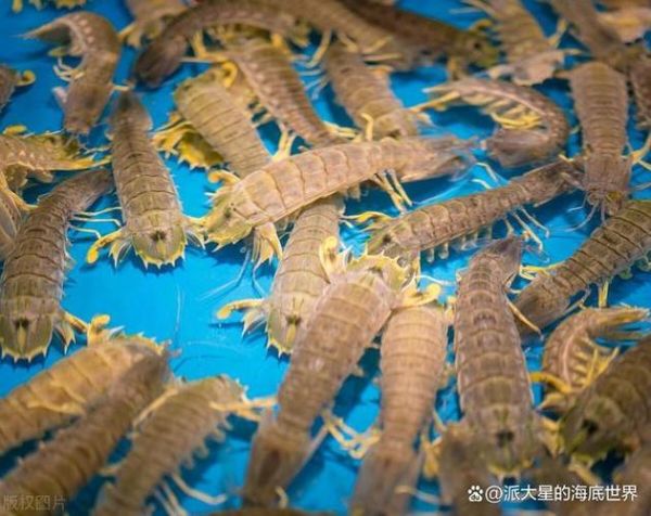 虾姑是什么_虾姑和皮皮虾的区别-第2张图片-山城妙识