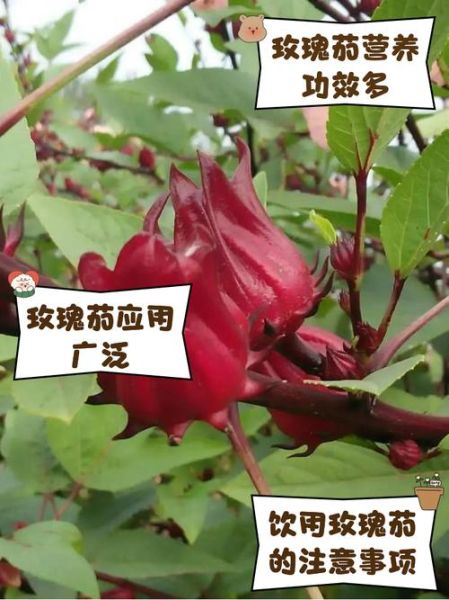 玫瑰茄多少钱一斤_玫瑰茄价格受哪些因素影响-第3张图片-山城妙识