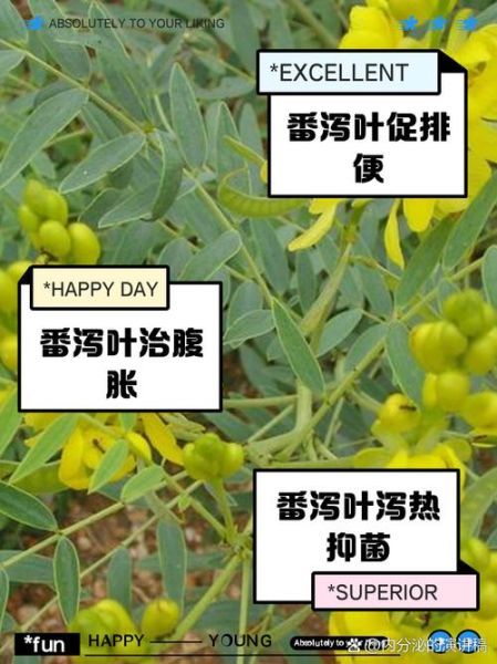 喝番泻叶40年_长期喝番泻叶的危害-第3张图片-山城妙识