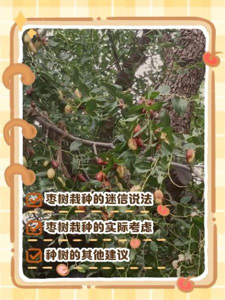 枣树为什么是凶树_枣树风水禁忌-第2张图片-山城妙识