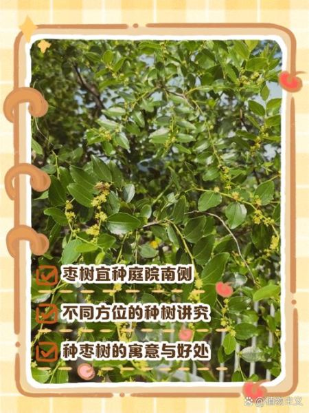 枣树为什么是凶树_枣树风水禁忌-第3张图片-山城妙识