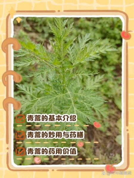青蒿图片长什么样_青蒿的功效与作用有哪些-第2张图片-山城妙识