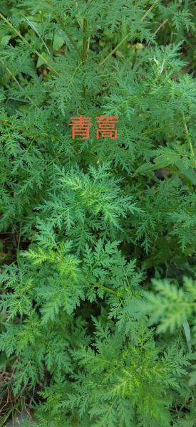 青蒿图片长什么样_青蒿的功效与作用有哪些-第3张图片-山城妙识