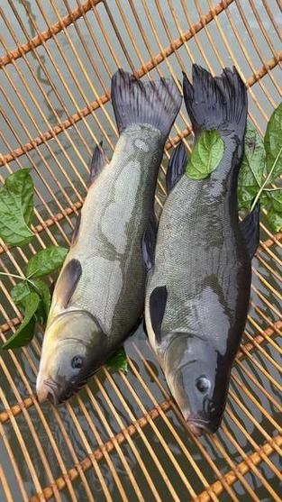 丁桂鱼养殖周期多久_丁桂鱼一年能长多大-第2张图片-山城妙识