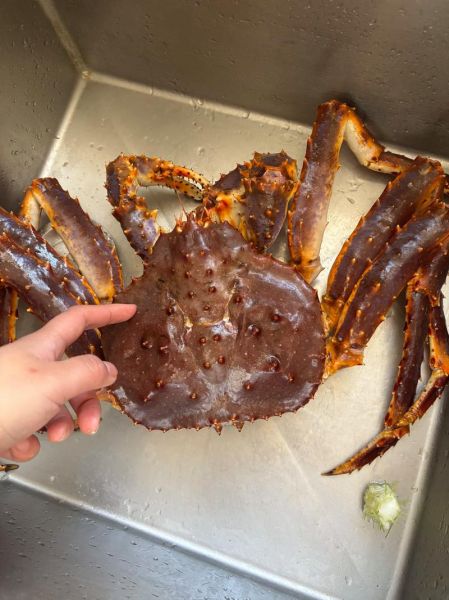 阿拉斯加帝王蟹多少钱一斤_阿拉斯加帝王蟹怎么做好吃-第1张图片-山城妙识 阿拉斯加帝王蟹多少钱一斤_阿拉斯加帝王蟹怎么做好吃-第1张图片-山城妙识