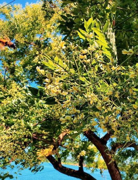 槐树招鬼是真的吗_槐树为什么招鬼-第2张图片-山城妙识