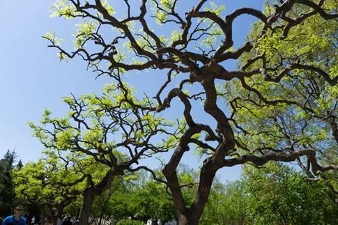 槐树招鬼是真的吗_槐树为什么招鬼-第3张图片-山城妙识