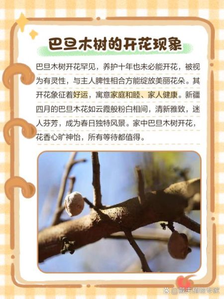 巴旦木果树长什么样_巴旦木几年结果-第2张图片-山城妙识 巴旦木果树长什么样_巴旦木几年结果-第2张图片-山城妙识