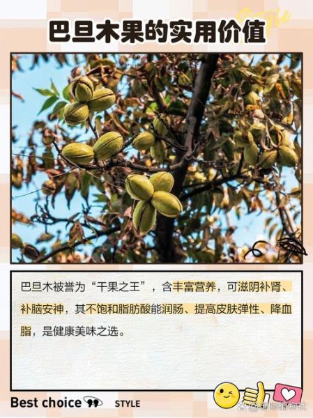 巴旦木果树长什么样_巴旦木几年结果-第1张图片-山城妙识 巴旦木果树长什么样_巴旦木几年结果-第1张图片-山城妙识