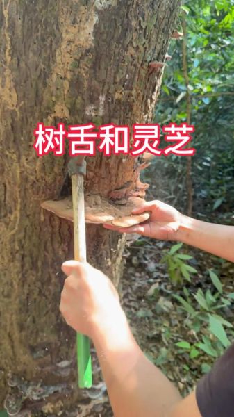 树舌灵芝的功效与作用_树舌灵芝怎么吃效果最好-第2张图片-山城妙识