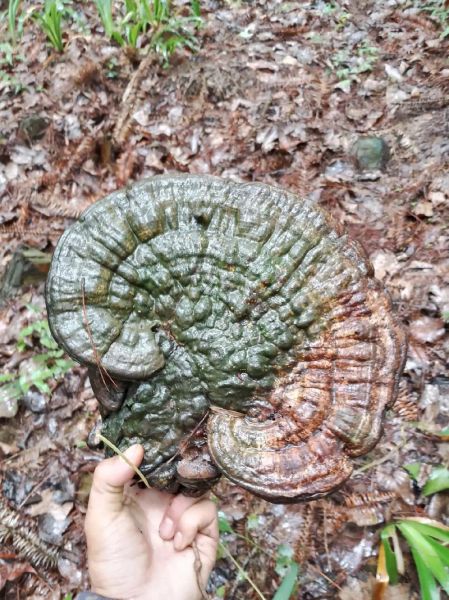 树舌灵芝的功效与作用_树舌灵芝怎么吃效果最好-第3张图片-山城妙识