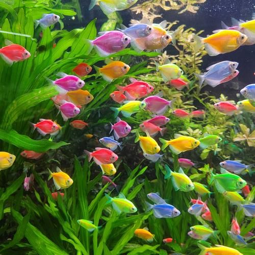 淡水观赏鱼有哪些_热带鱼品种大全-第2张图片-山城妙识 淡水观赏鱼有哪些_热带鱼品种大全-第2张图片-山城妙识