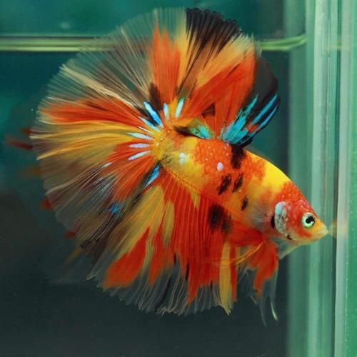 淡水观赏鱼有哪些_热带鱼品种大全-第1张图片-山城妙识 淡水观赏鱼有哪些_热带鱼品种大全-第1张图片-山城妙识